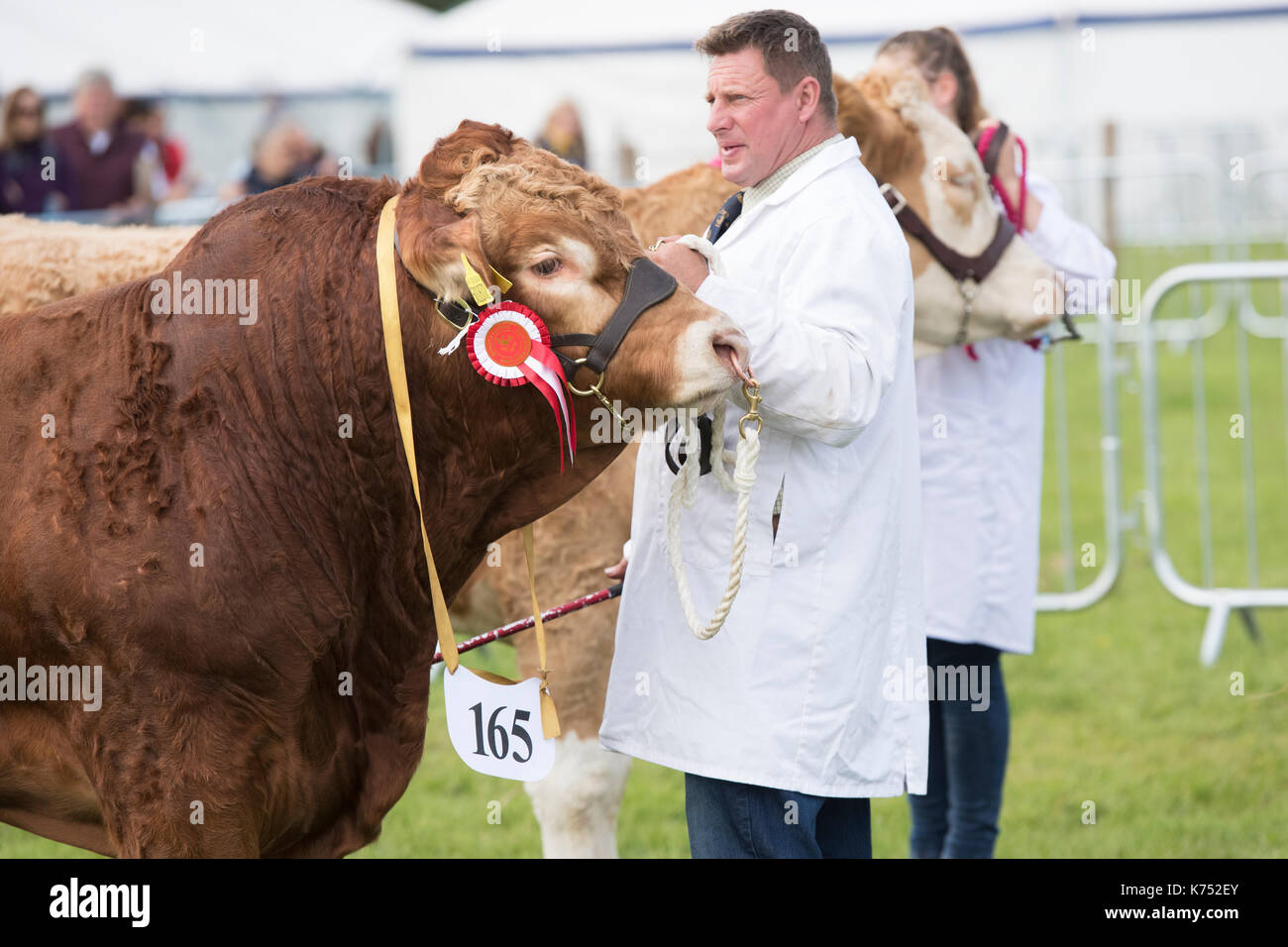 Limousin bulls -Fotos und -Bildmaterial in hoher Auflösung – Alamy