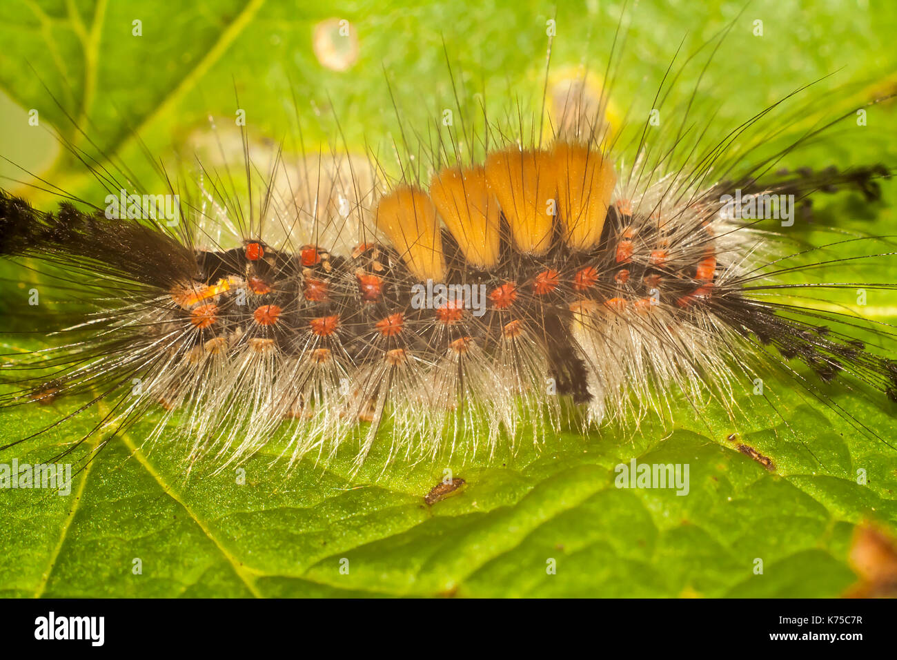 Haarige Raupe Bestimmen