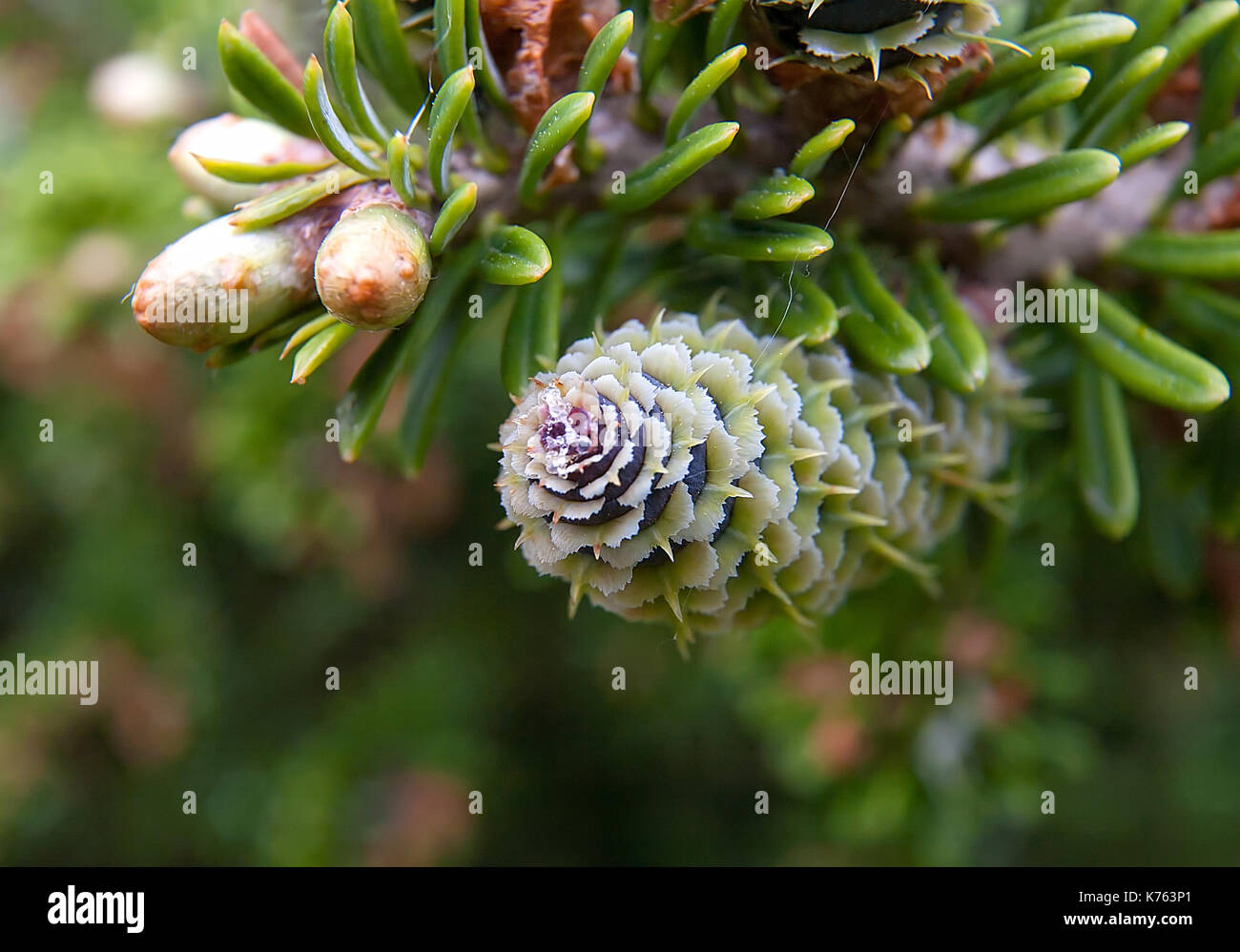 Koreanische blaue tanne -Fotos und -Bildmaterial in hoher Auflösung – Alamy