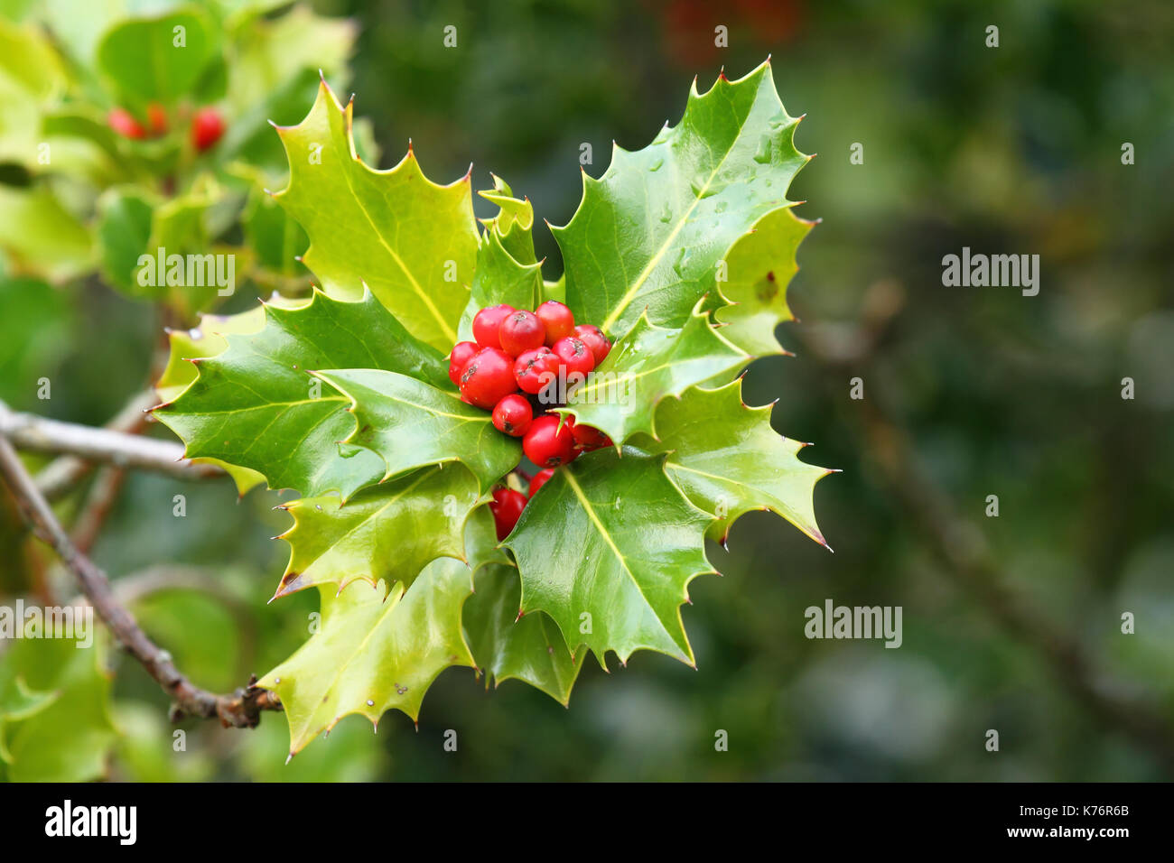 Ilex zweig -Fotos und -Bildmaterial in hoher Auflösung – Alamy