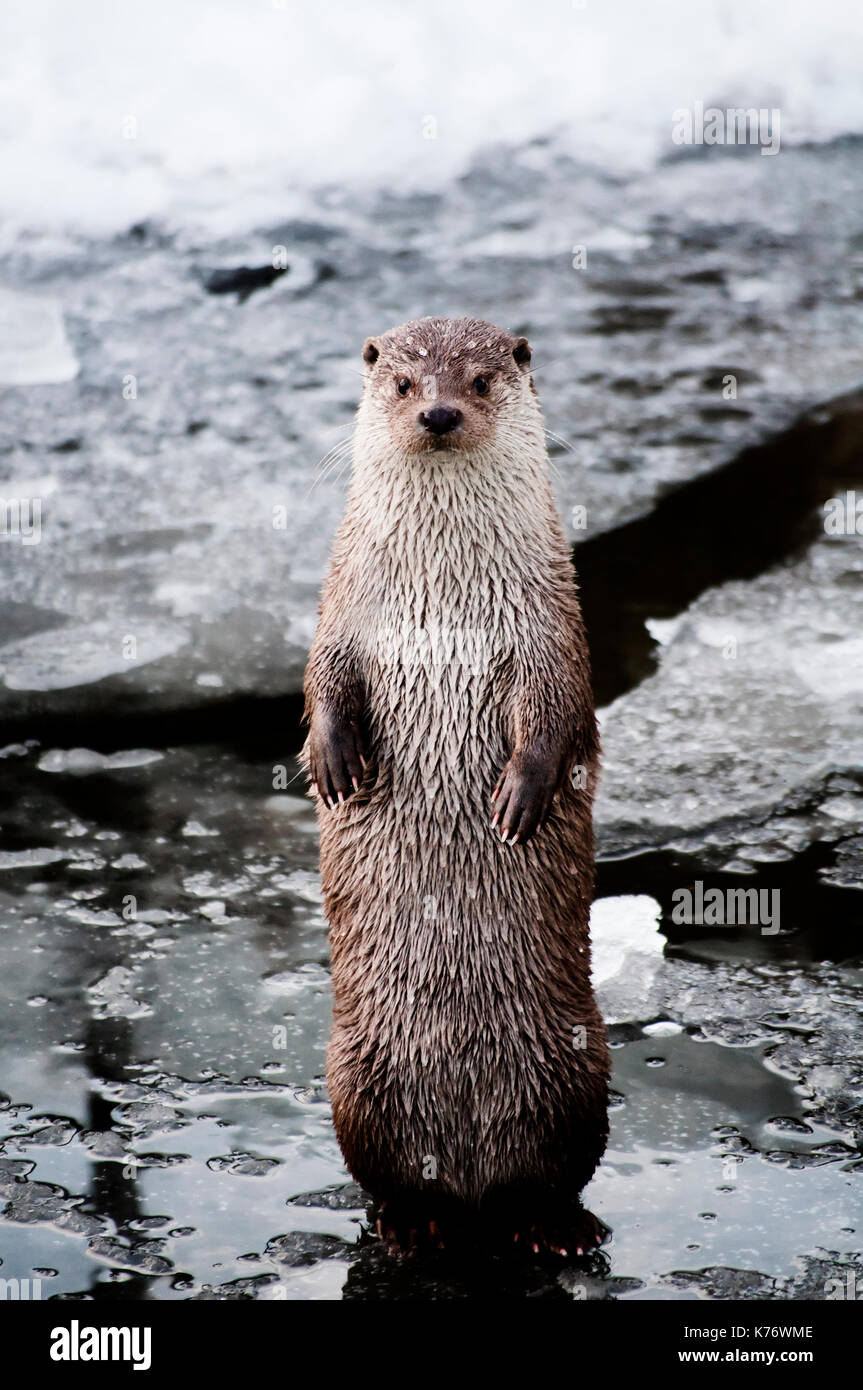 Aufrechter otter -Fotos und -Bildmaterial in hoher Auflösung – Alamy