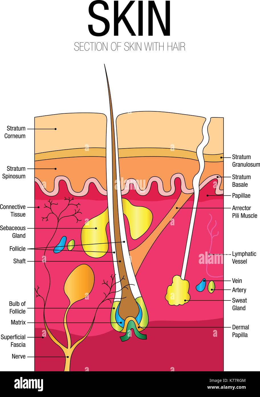 Human skin anatomy diagram -Fotos und -Bildmaterial in hoher Auflösung ...