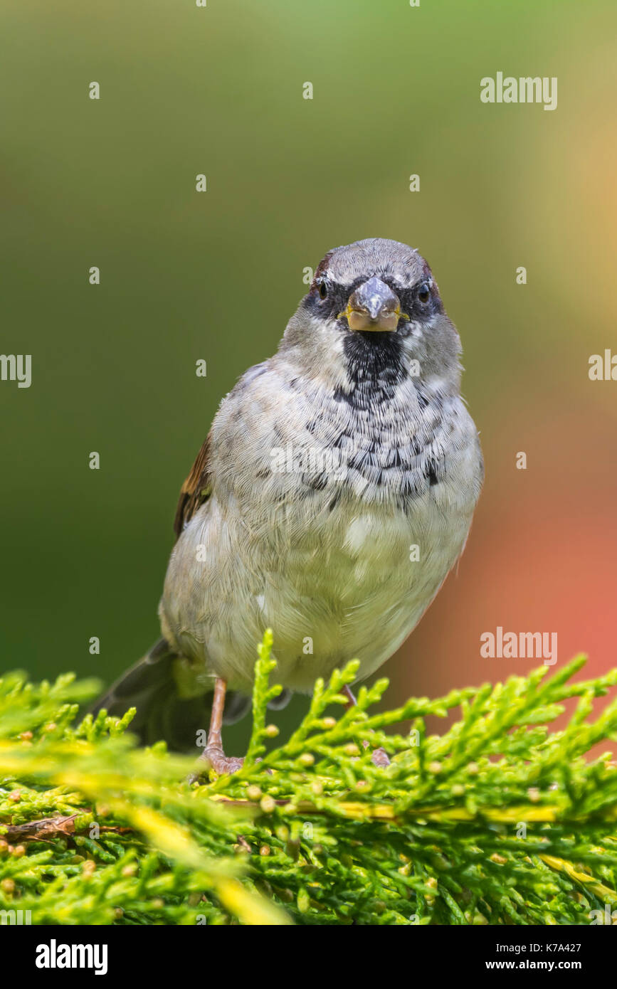 Haussperling erwachsener mann -Fotos und -Bildmaterial in hoher ...