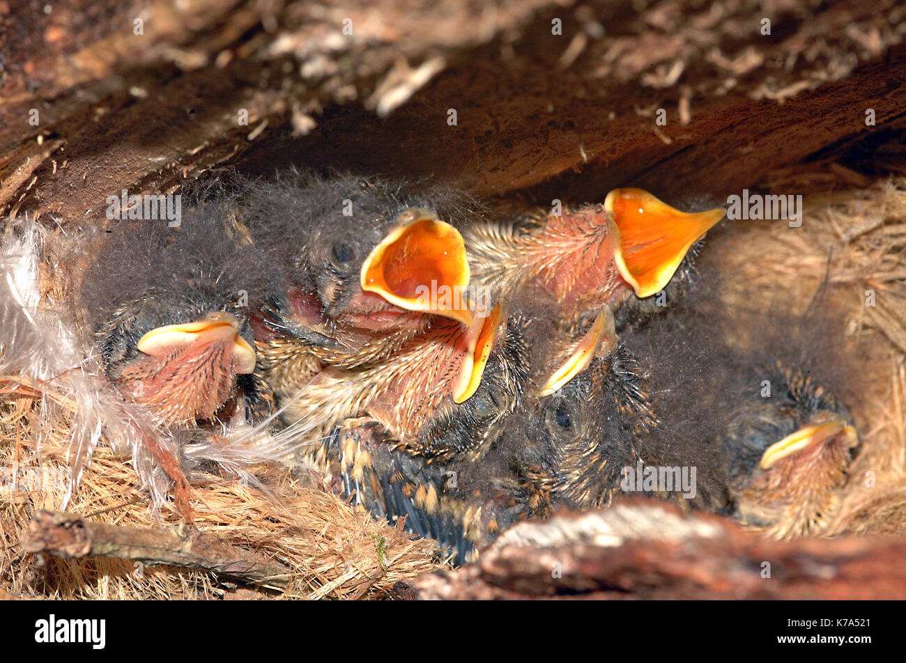 Der eurasische treecreeper oder der gemeinsame treecreeper Stockfotos ...