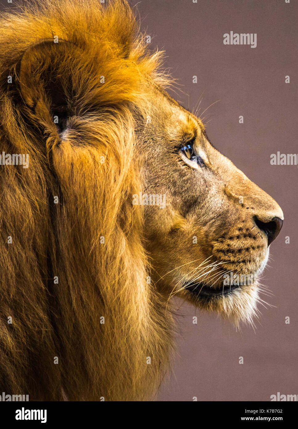 Vertikale Foto eines männlichen Löwen Kopf im Profil Stockfotografie ...