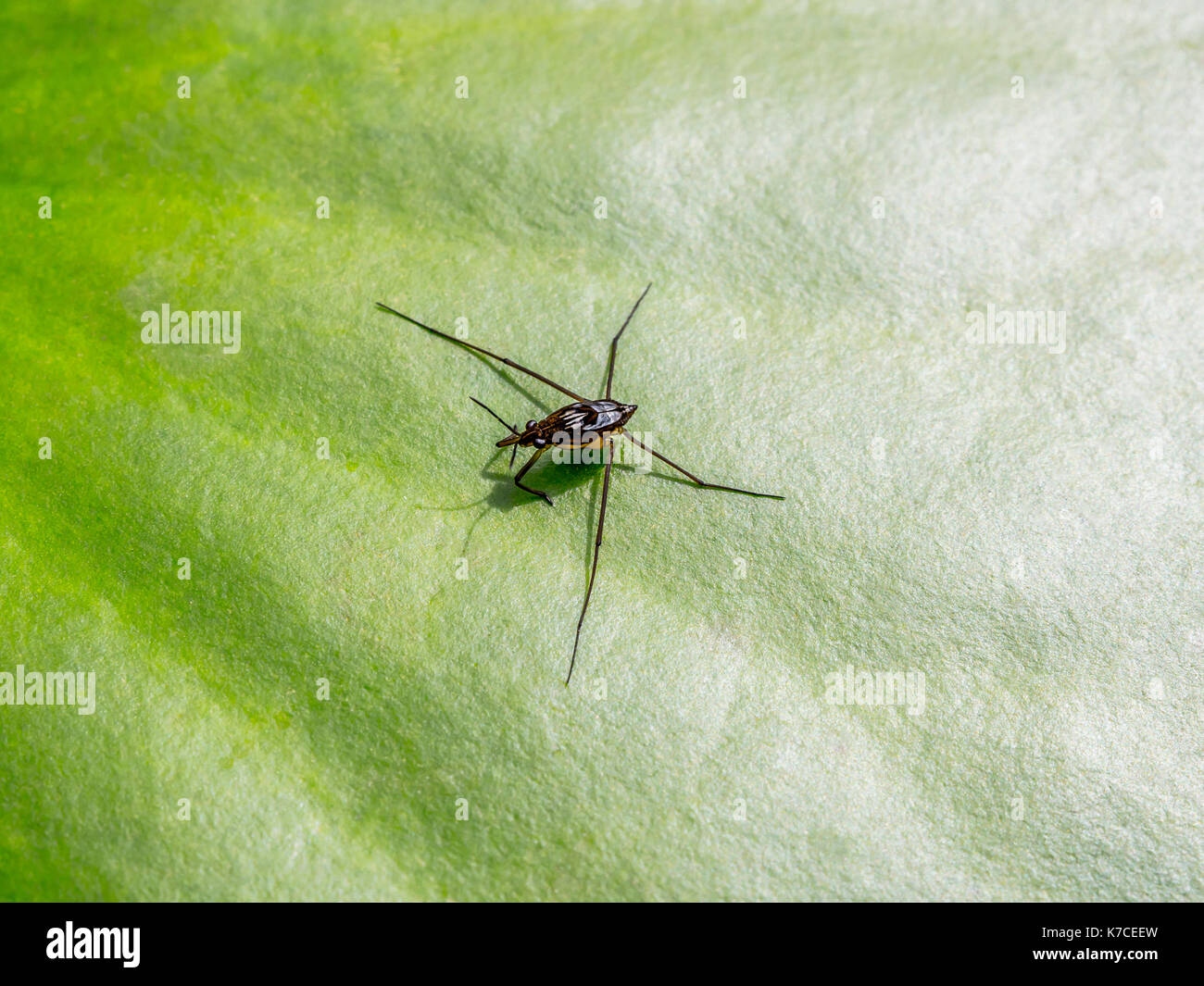 Long leg insects -Fotos und -Bildmaterial in hoher Auflösung – Alamy