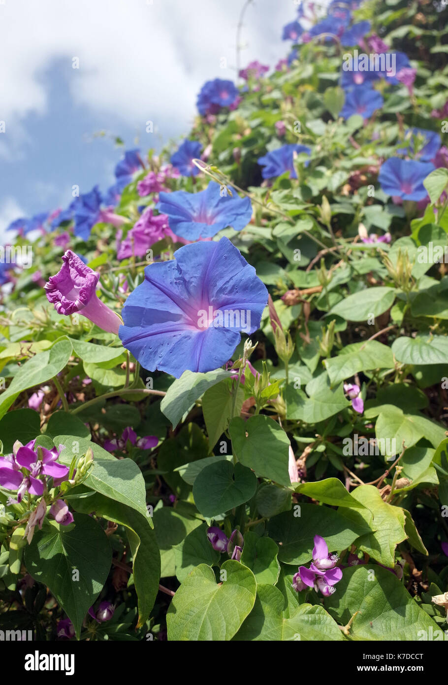 Blaue windenblume himmlische blaue windenblume ipomoea tricolor blume ...