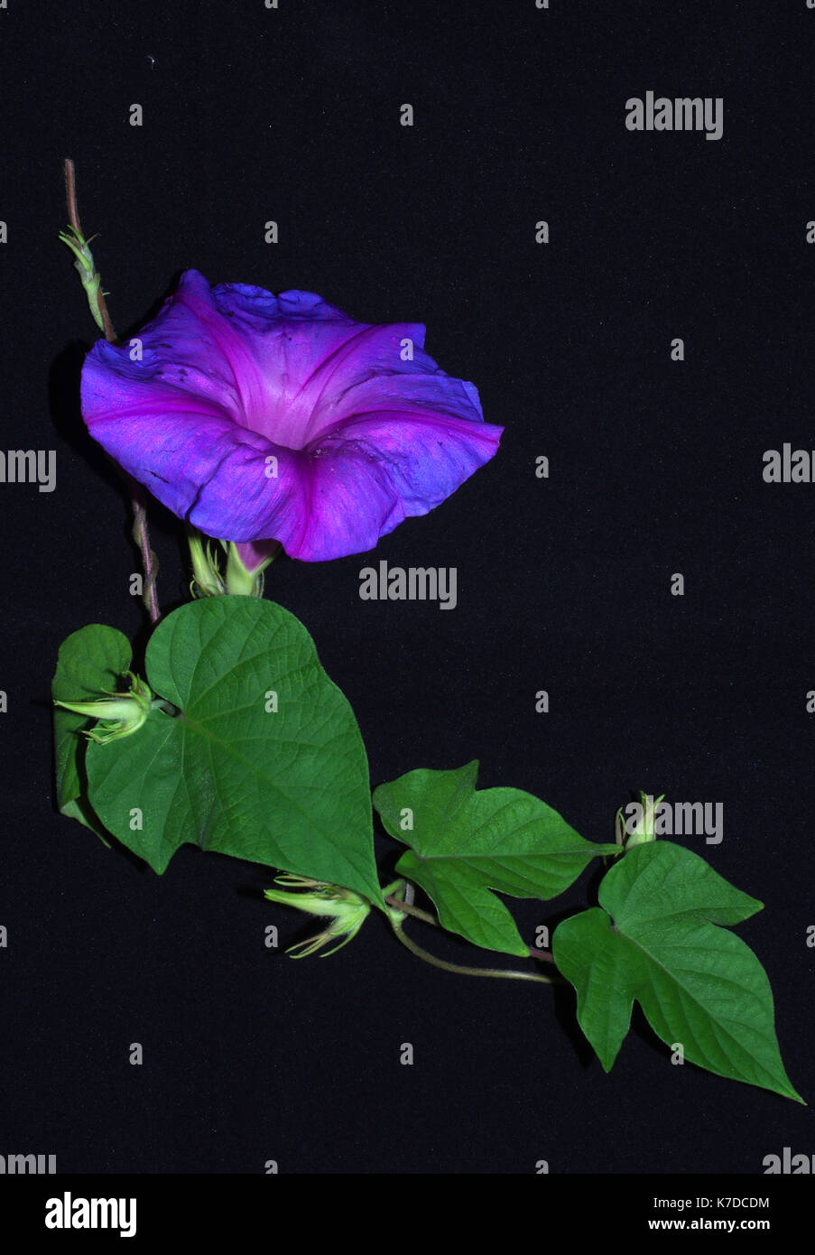 Blaue windenblume himmlische blaue windenblume ipomoea tricolor blume ...