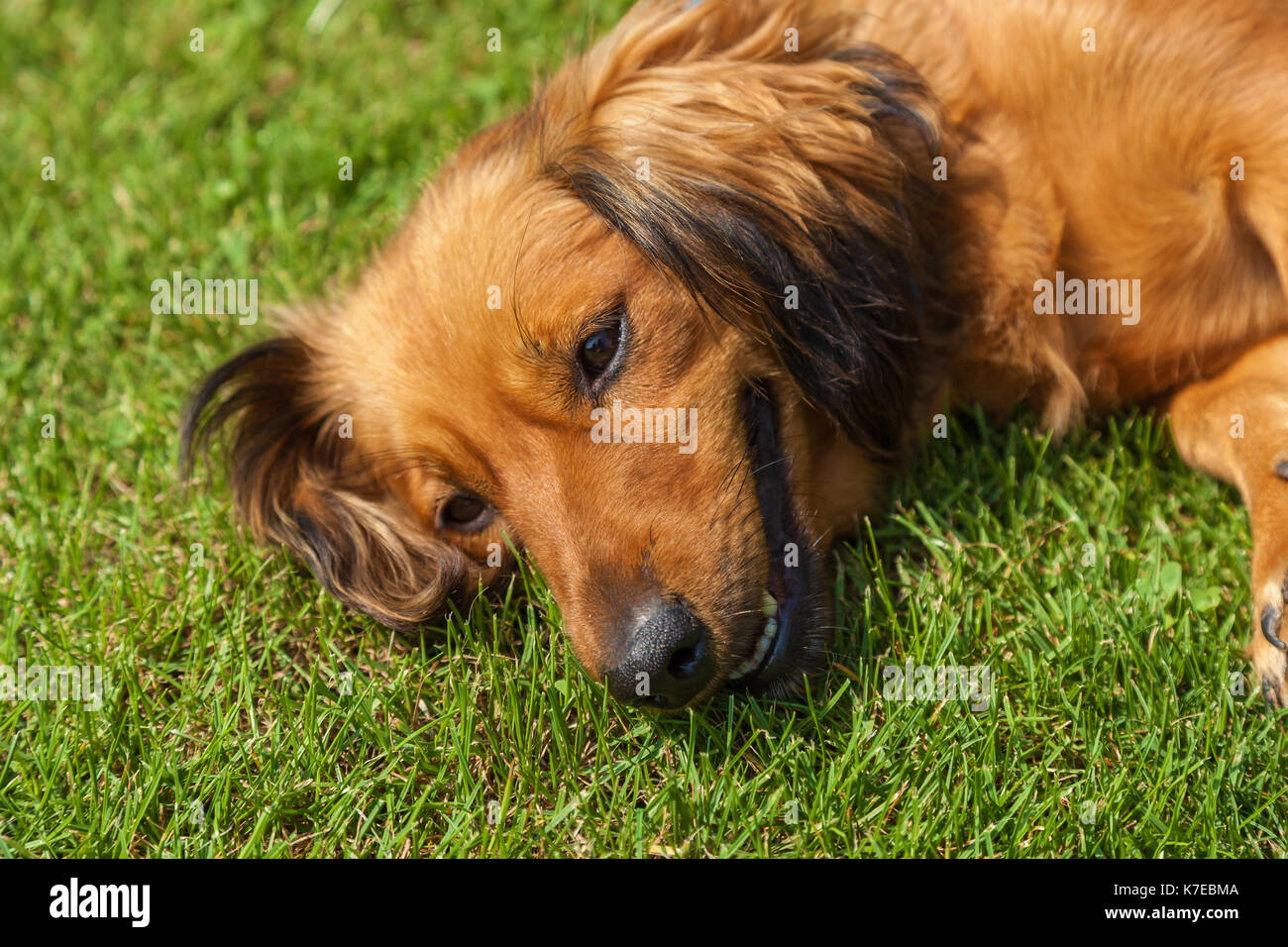 English cocker spaniel germany -Fotos und -Bildmaterial in hoher ...