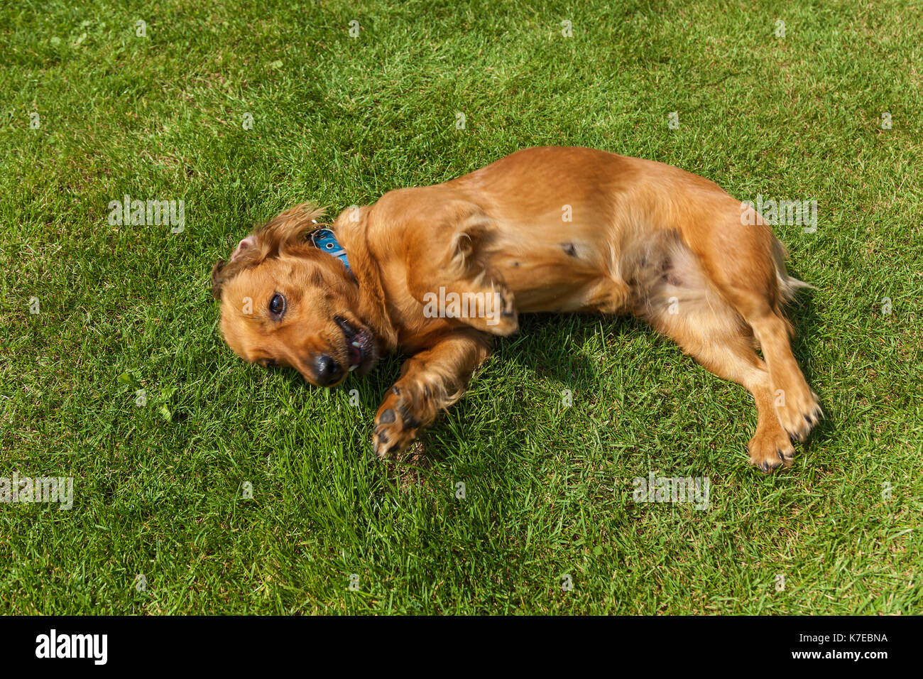 English cocker spaniel germany -Fotos und -Bildmaterial in hoher ...