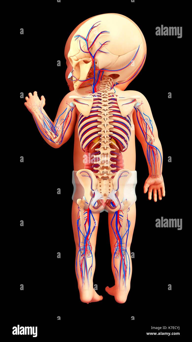 Babys skeletal system -Fotos und -Bildmaterial in hoher Auflösung – Alamy