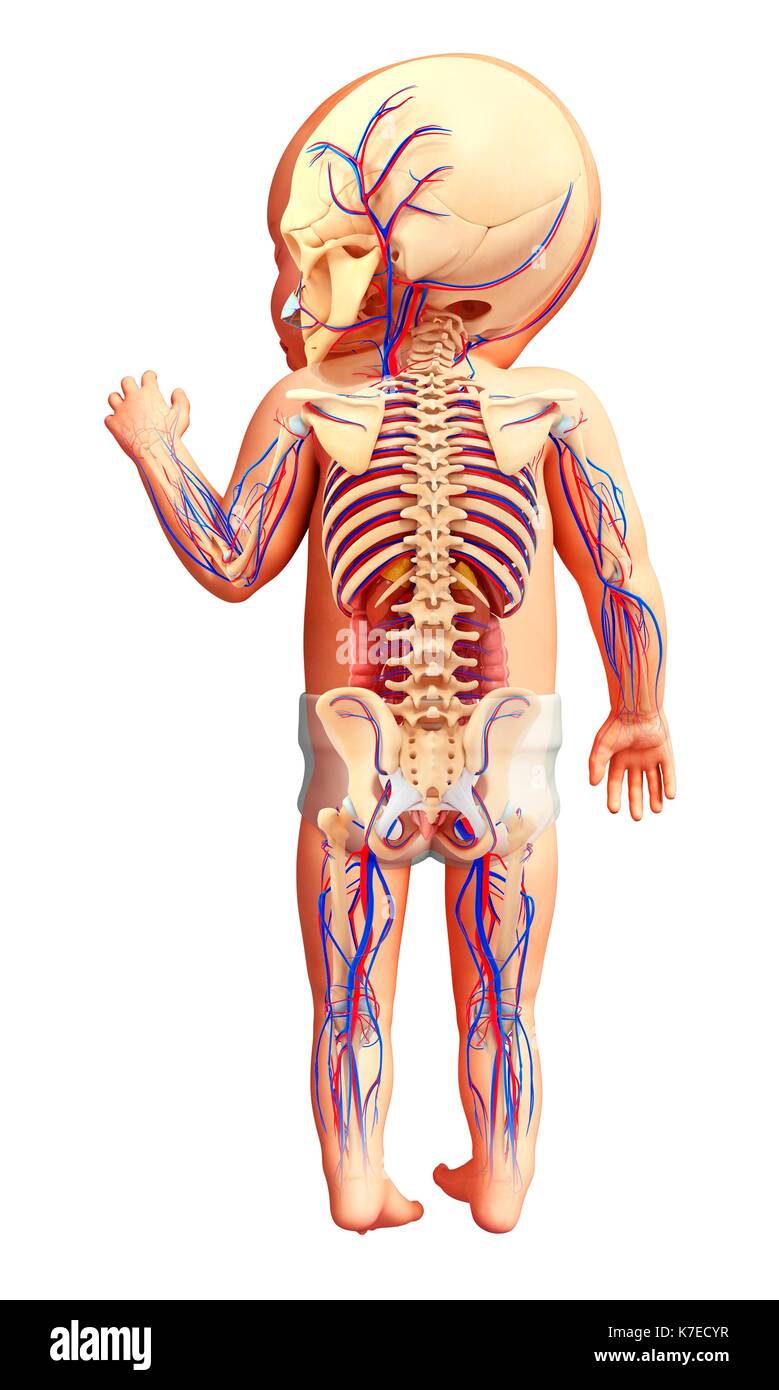 Babys Skeletal System Stockfotos und -bilder Kaufen - Alamy