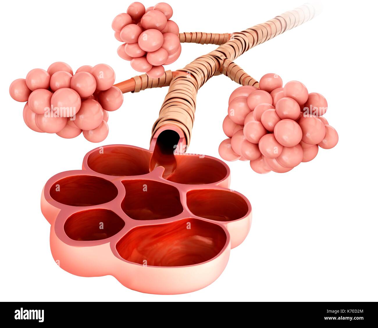 Alveolen und Kapillaren Stockfotos und -bilder Kaufen - Alamy