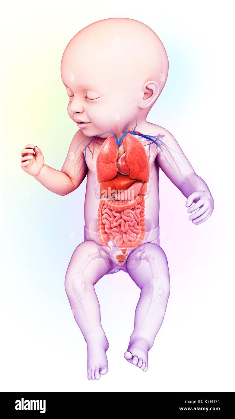 Körperorgane des babys -Fotos und -Bildmaterial in hoher Auflösung – Alamy