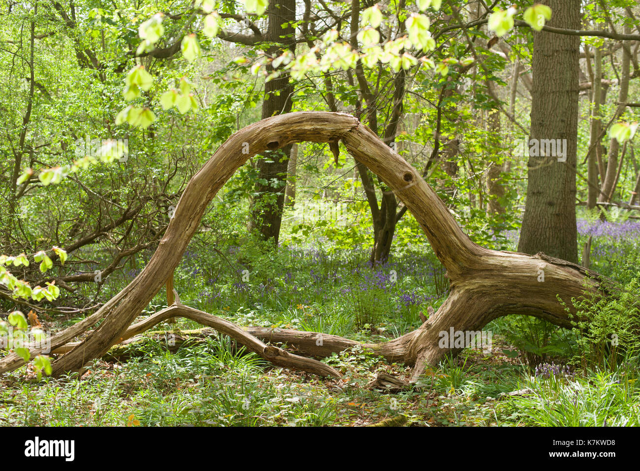 Gefallener Eschenbaum Stockfotos und -bilder Kaufen - Alamy