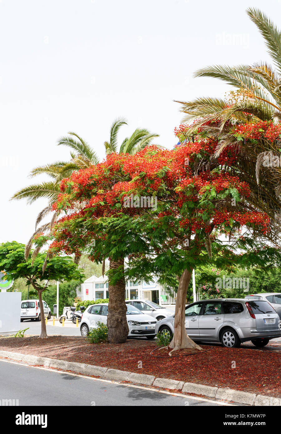 Akazien in der Blüte in Puerto Mogan, Gran Canaria, Spanien ...