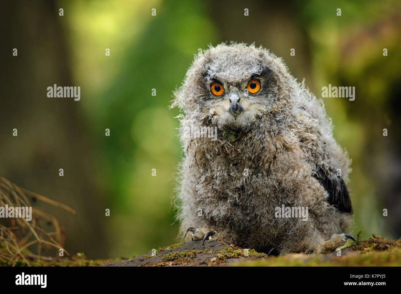 Junge Baby Uhu Stockfotografie - Alamy
