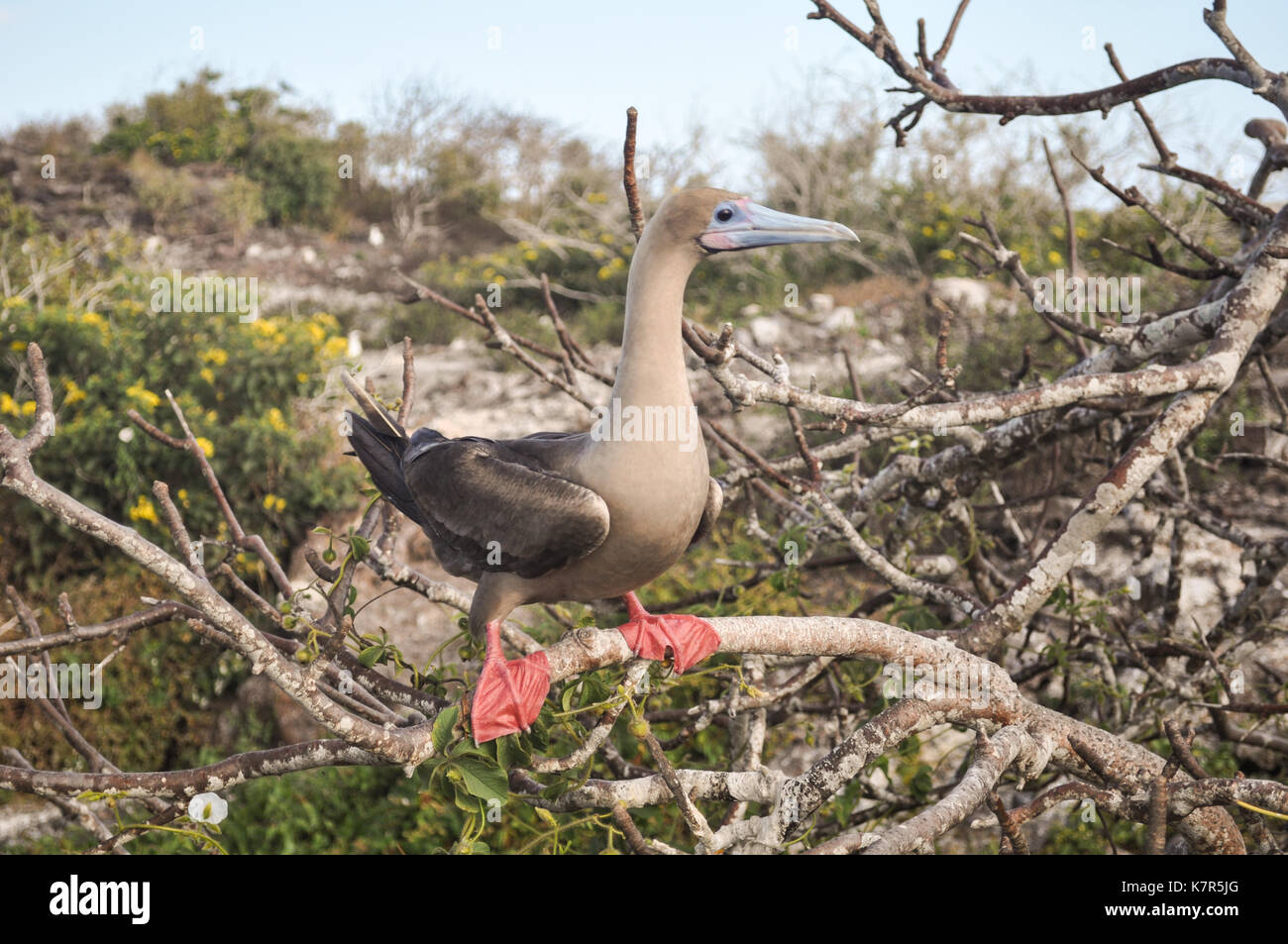 Red-footed Bobby (Sula Sula) auf Isla Genovesa, Galapagos, Ecuador ...