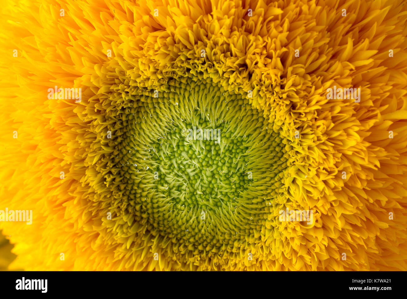 Sonnenblume Mit Mehreren Bluten