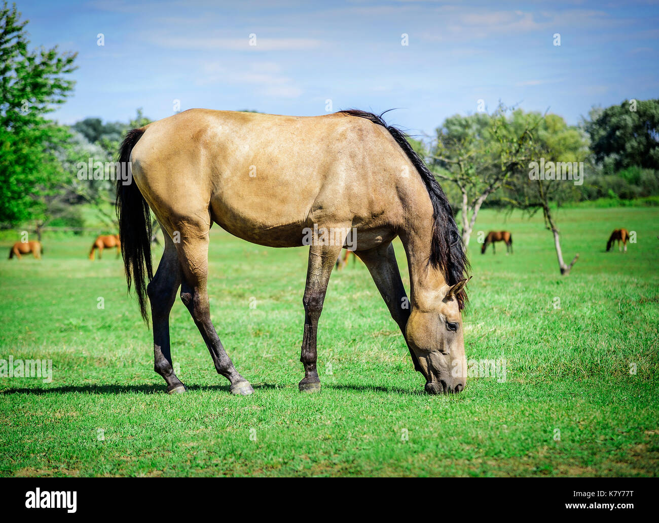 Horse background -Fotos und -Bildmaterial in hoher Auflösung – Alamy