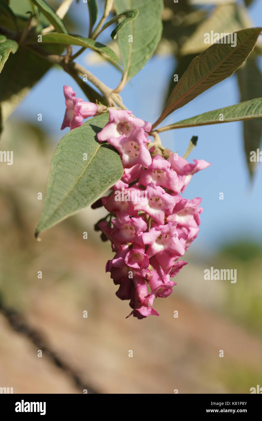 Buddleja colvilei -Fotos und -Bildmaterial in hoher Auflösung – Alamy