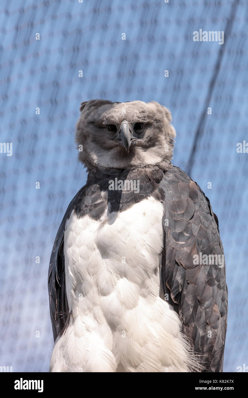 New guinea harpy eagle -Fotos und -Bildmaterial in hoher Auflösung – Alamy