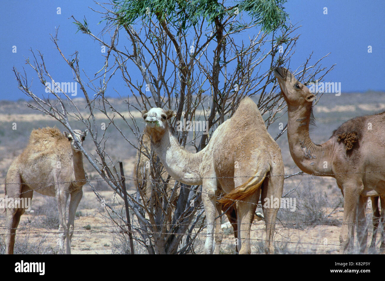 Libya sheep -Fotos und -Bildmaterial in hoher Auflösung – Alamy