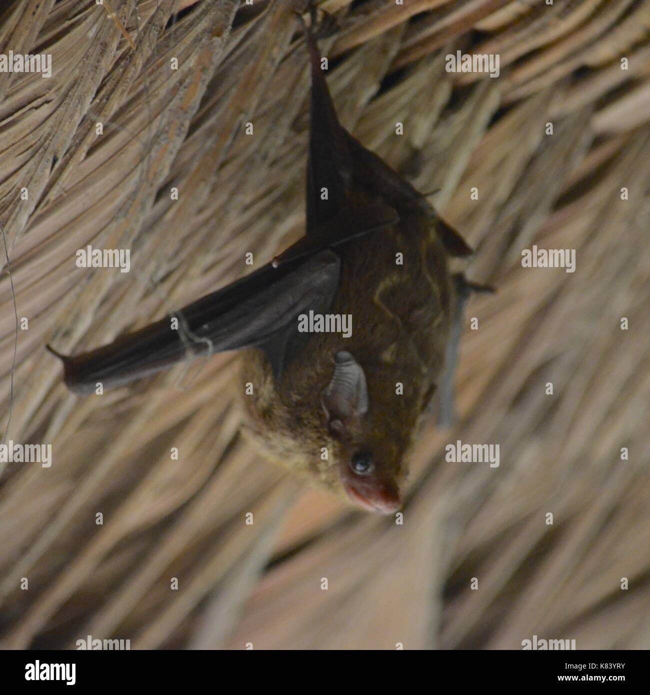 Peruanische fledermaus -Fotos und -Bildmaterial in hoher Auflösung – Alamy