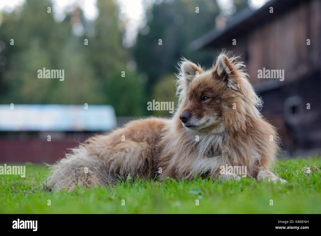 Laika der hund -Fotos und -Bildmaterial in hoher Auflösung – Alamy
