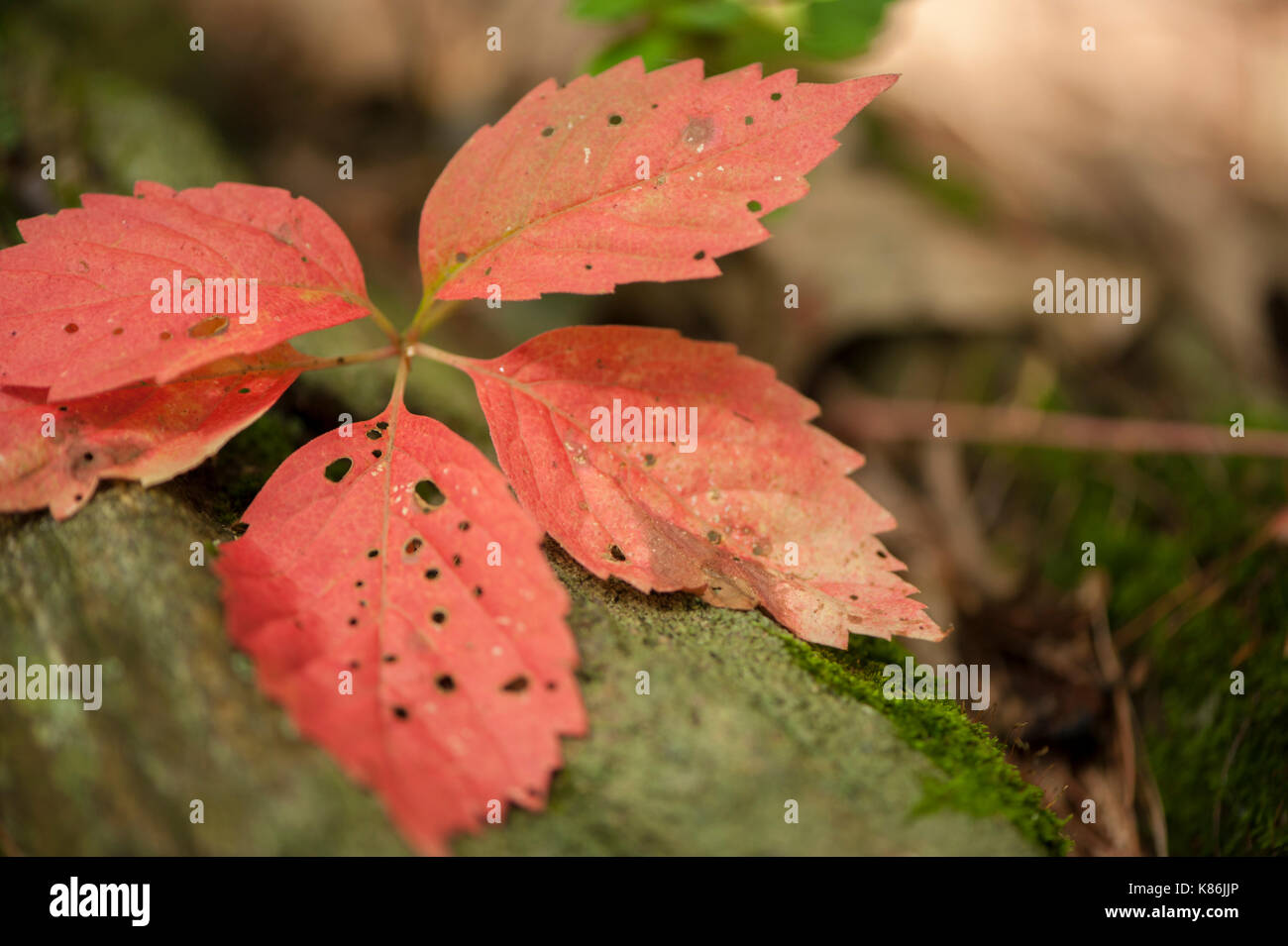 Esche blätter -Fotos und -Bildmaterial in hoher Auflösung – Alamy