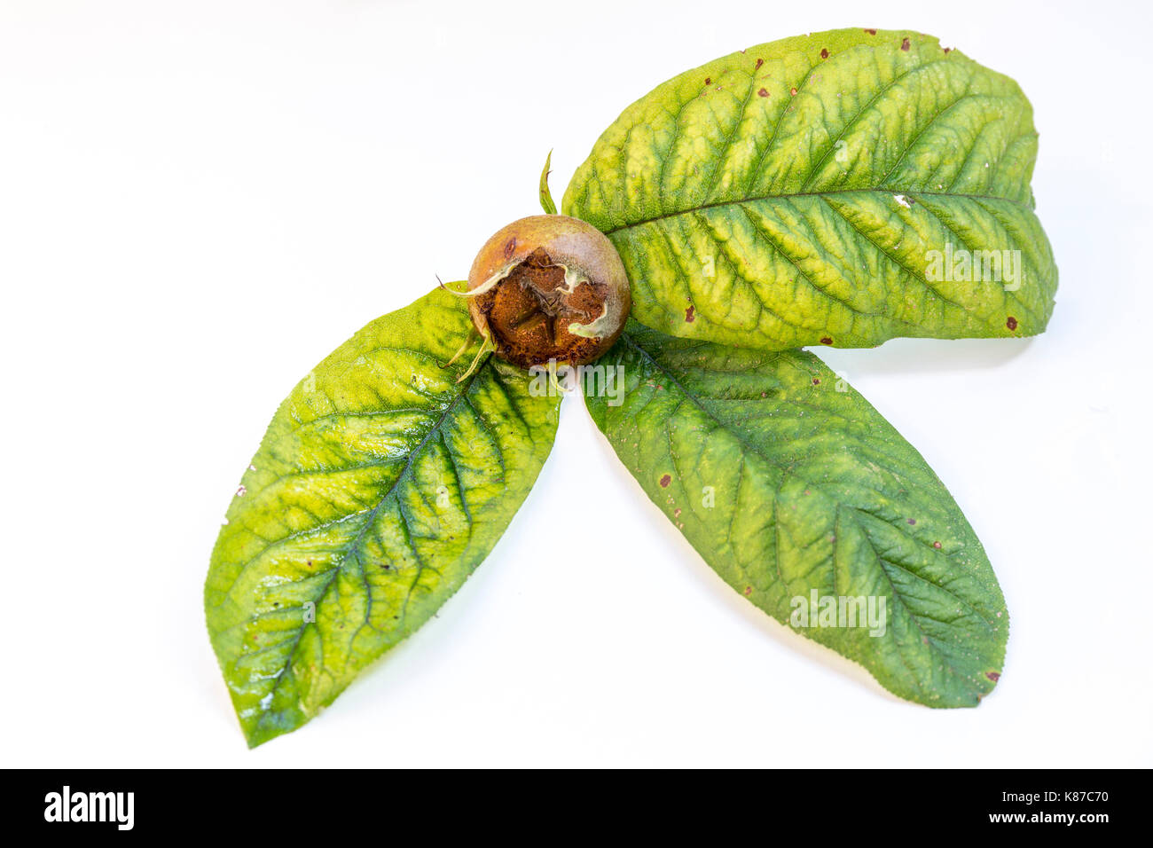 Mispel fruechte -Fotos und -Bildmaterial in hoher Auflösung – Alamy