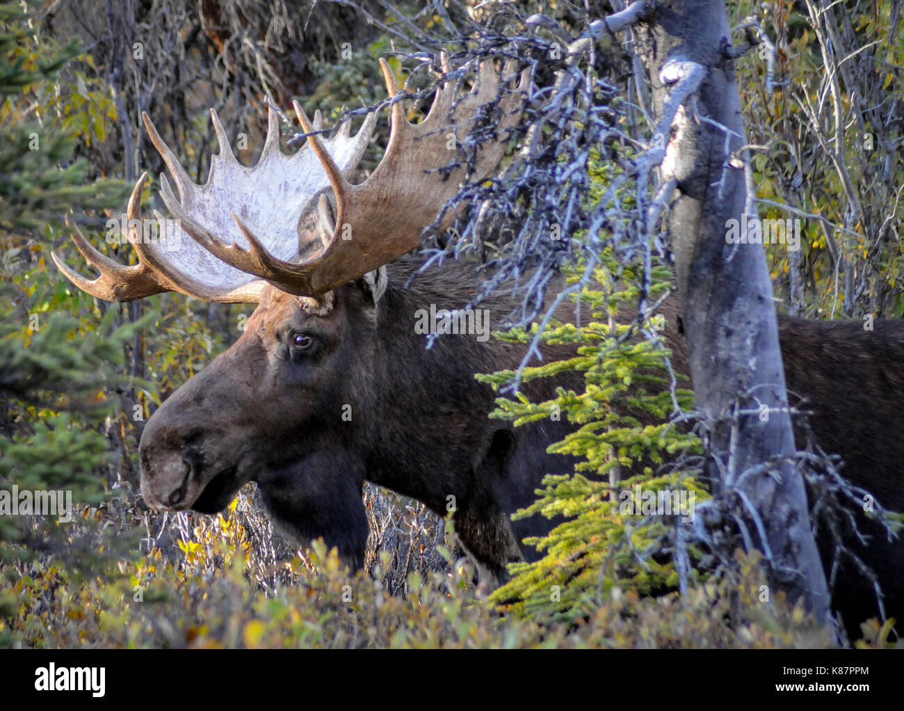 Elch kämpfen -Fotos und -Bildmaterial in hoher Auflösung – Alamy
