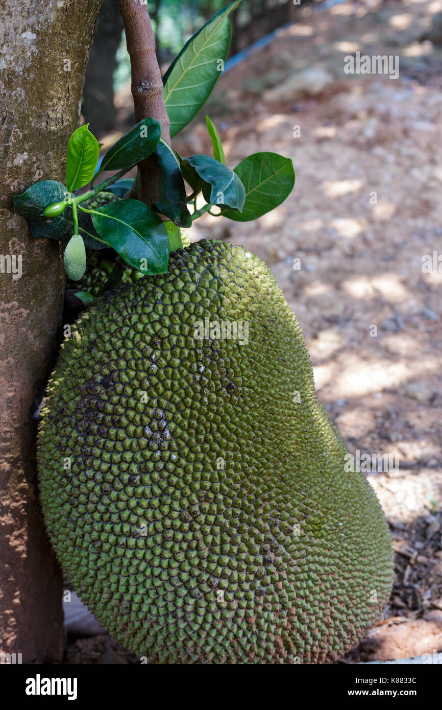 Reife jackfruits -Fotos und -Bildmaterial in hoher Auflösung – Alamy
