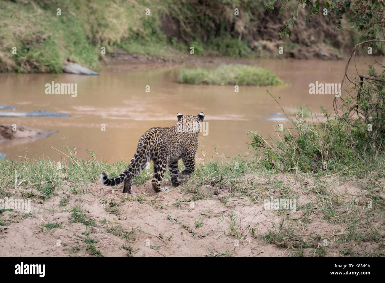 Einen leoparden zeichnen -Fotos und -Bildmaterial in hoher Auflösung ...