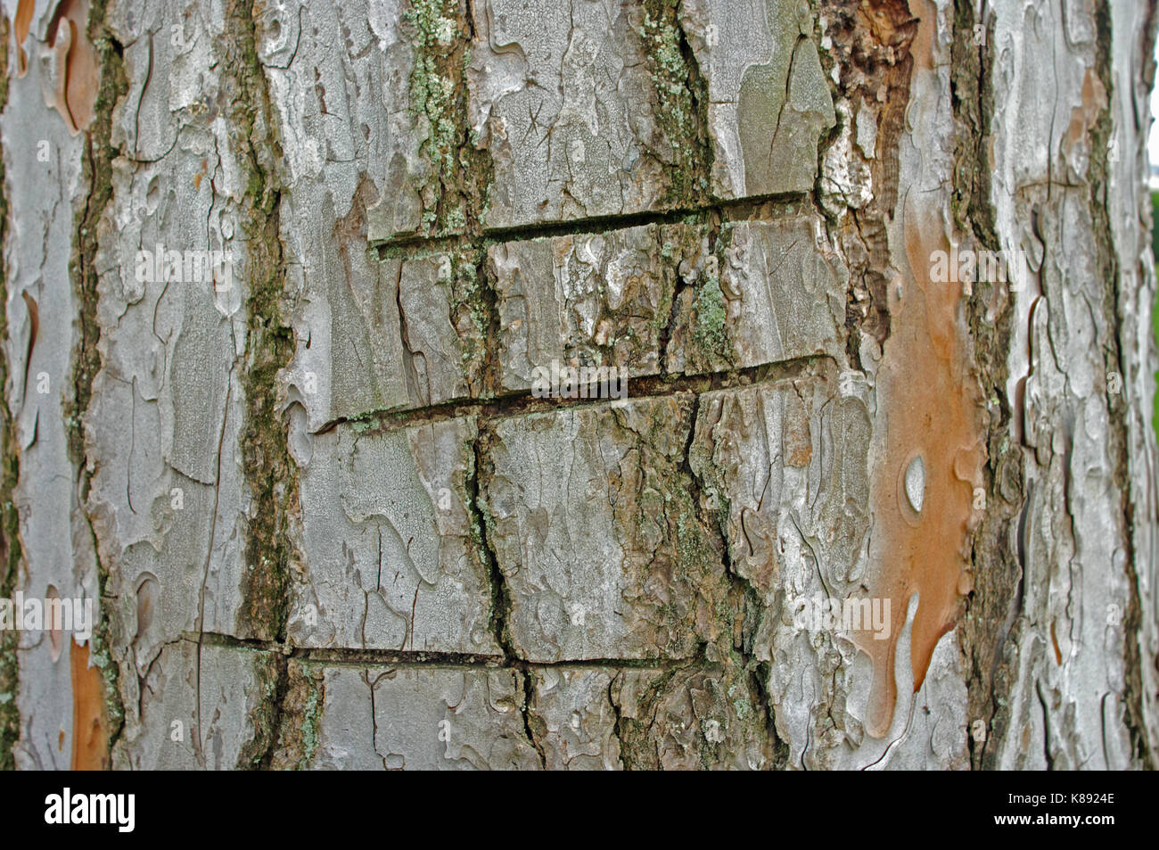 Pinus pinea baum -Fotos und -Bildmaterial in hoher Auflösung – Alamy