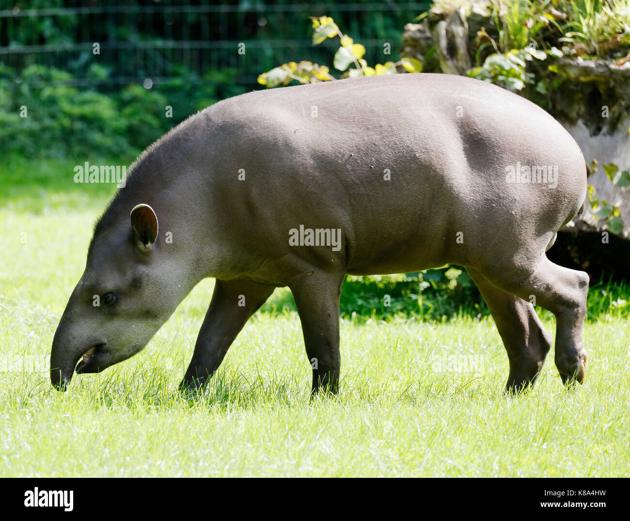 Familie tapiridae -Fotos und -Bildmaterial in hoher Auflösung – Alamy