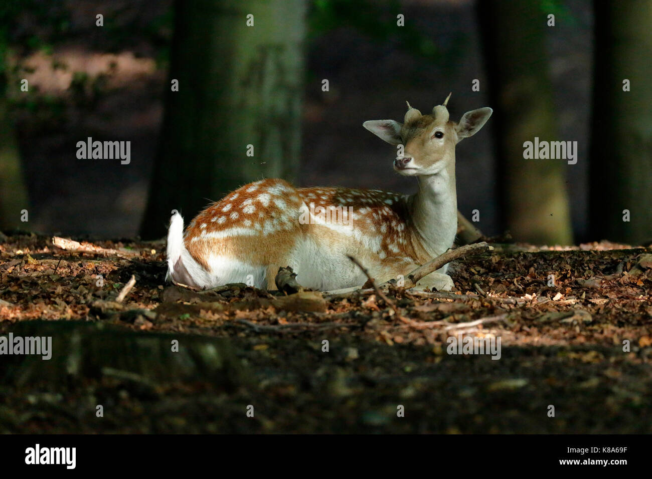 Spiesser reh europa -Fotos und -Bildmaterial in hoher Auflösung – Alamy