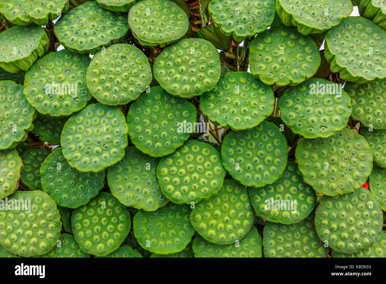 Lotus fruit -Fotos und -Bildmaterial in hoher Auflösung – Alamy