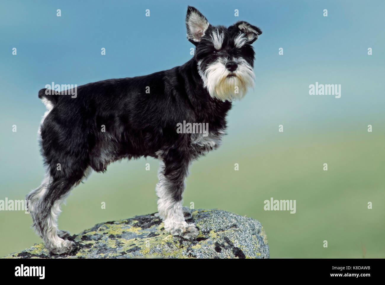 Zwergschnauzer Schwarz Silber In Not