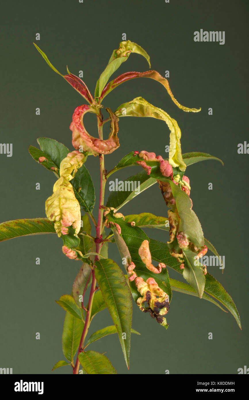 Pfirsich leaf curl, Taprina deformans, pilzerkrankung Verzerrung der ...