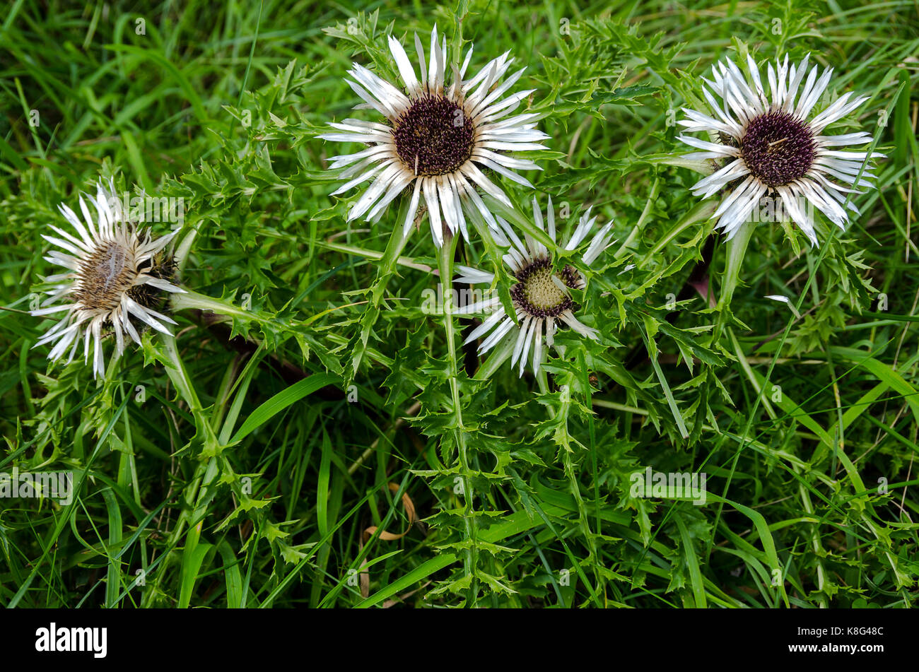 Blühende Muster einer Distel Pflanze, hier eine silberne Distel ...