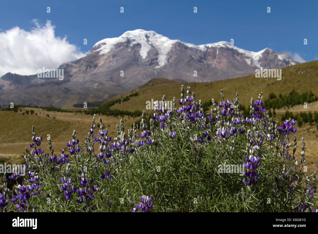 Chimborazo national park -Fotos und -Bildmaterial in hoher Auflösung ...