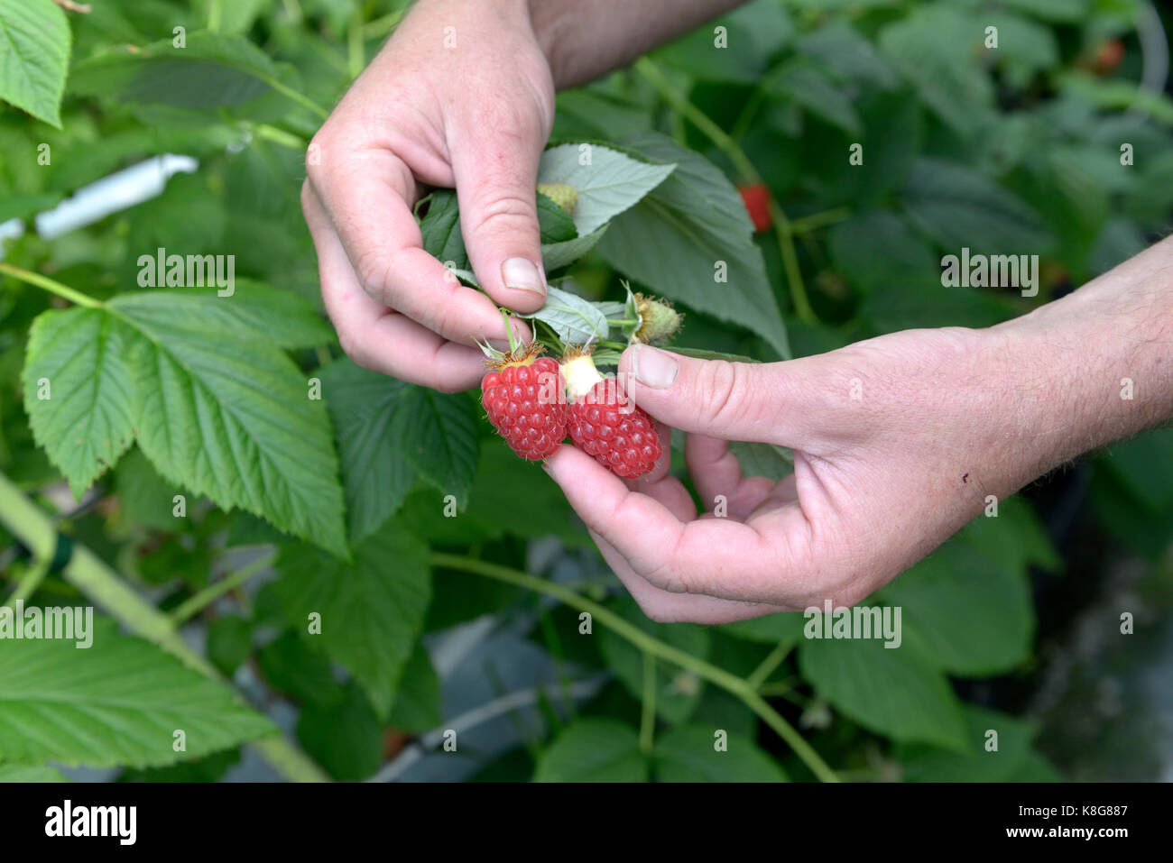 Frankreich himbeerbusch -Fotos und -Bildmaterial in hoher Auflösung – Alamy