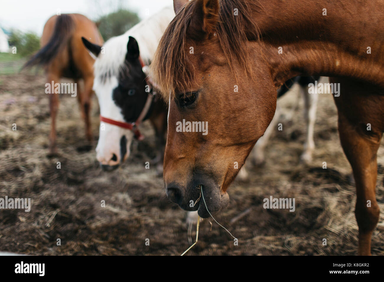 Gruppe von pferden beim essen -Fotos und -Bildmaterial in hoher ...