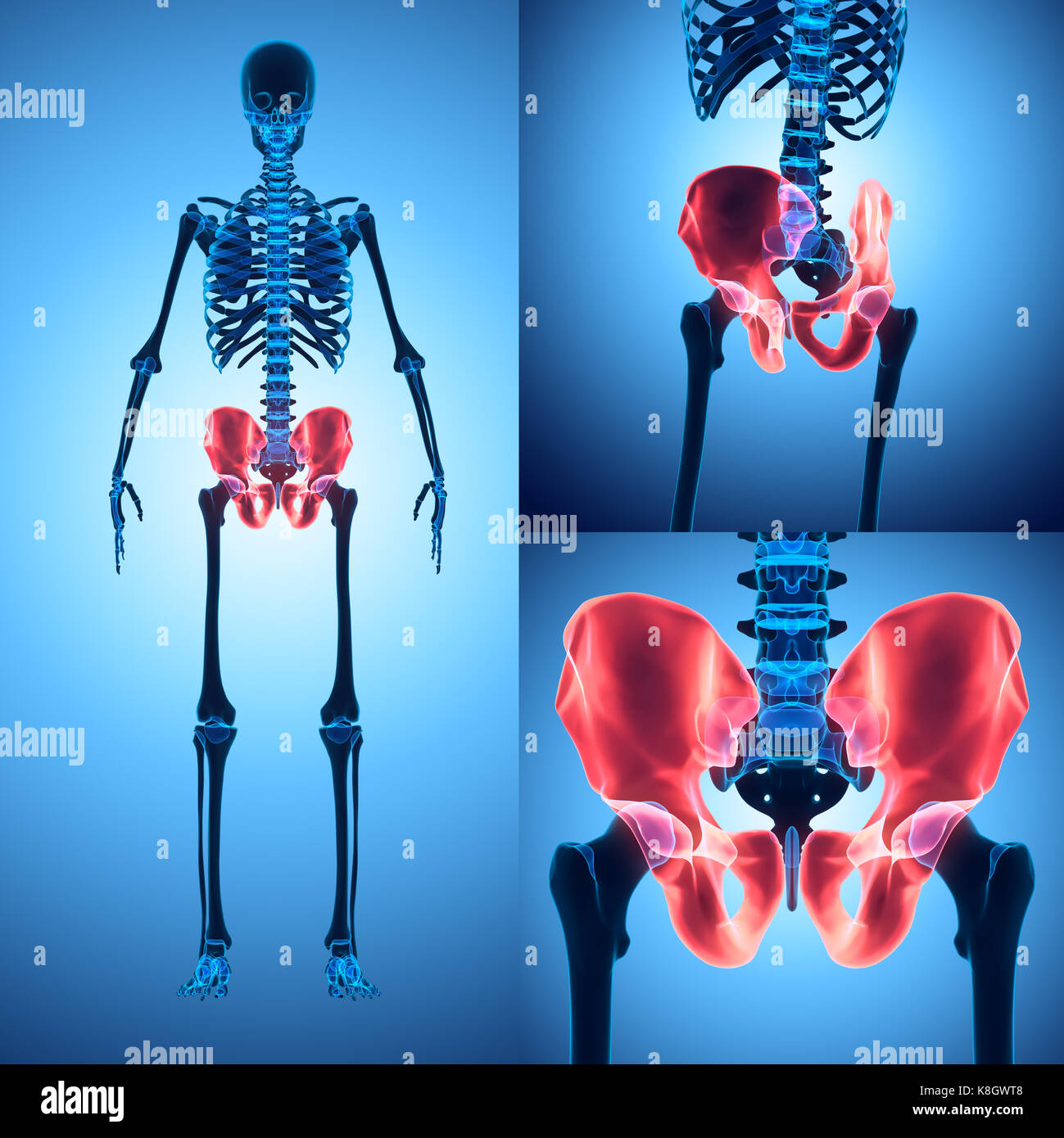 3d render illustration pelvis bone -Fotos und -Bildmaterial in hoher ...