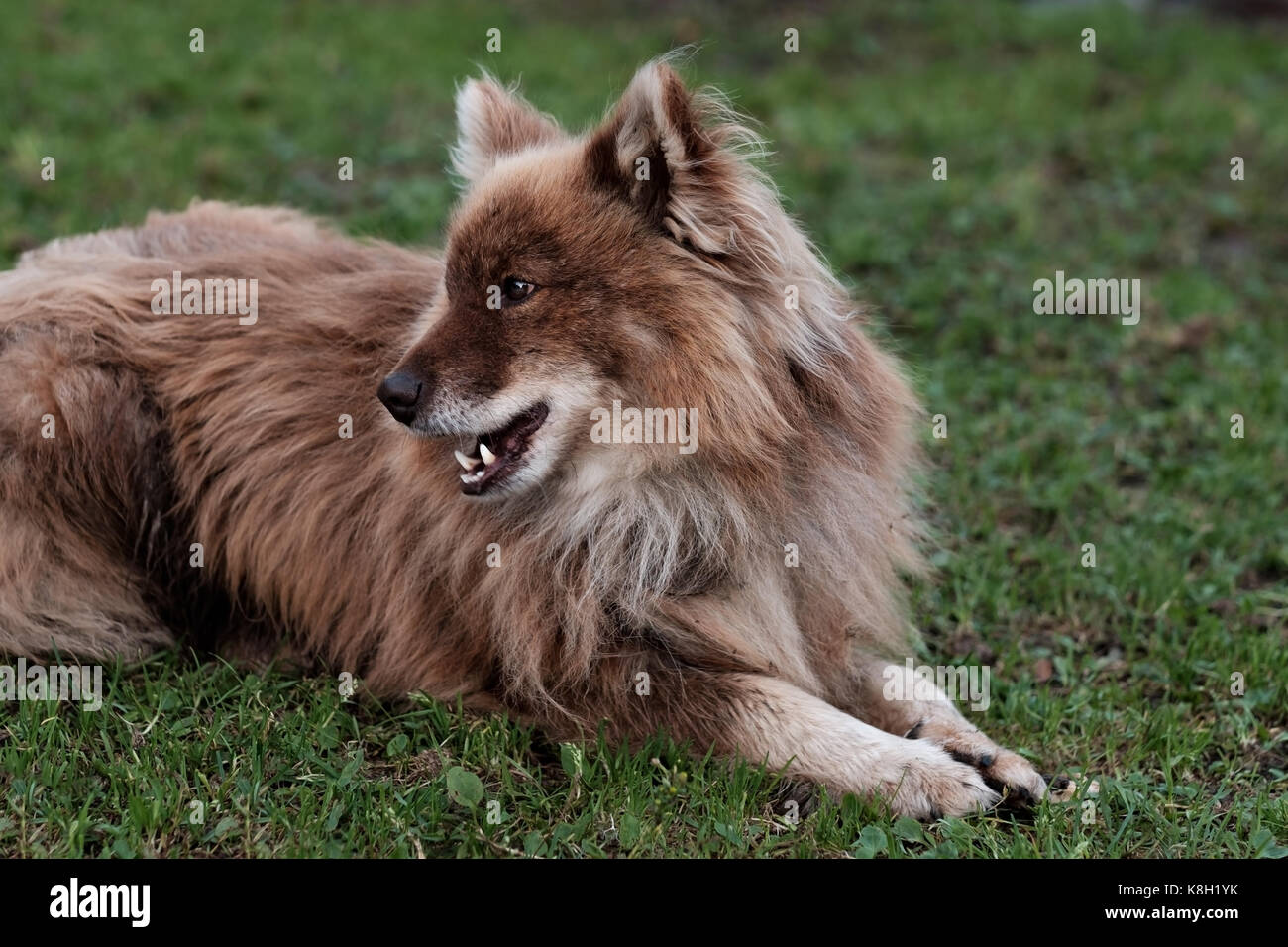 Laika der hund -Fotos und -Bildmaterial in hoher Auflösung – Alamy