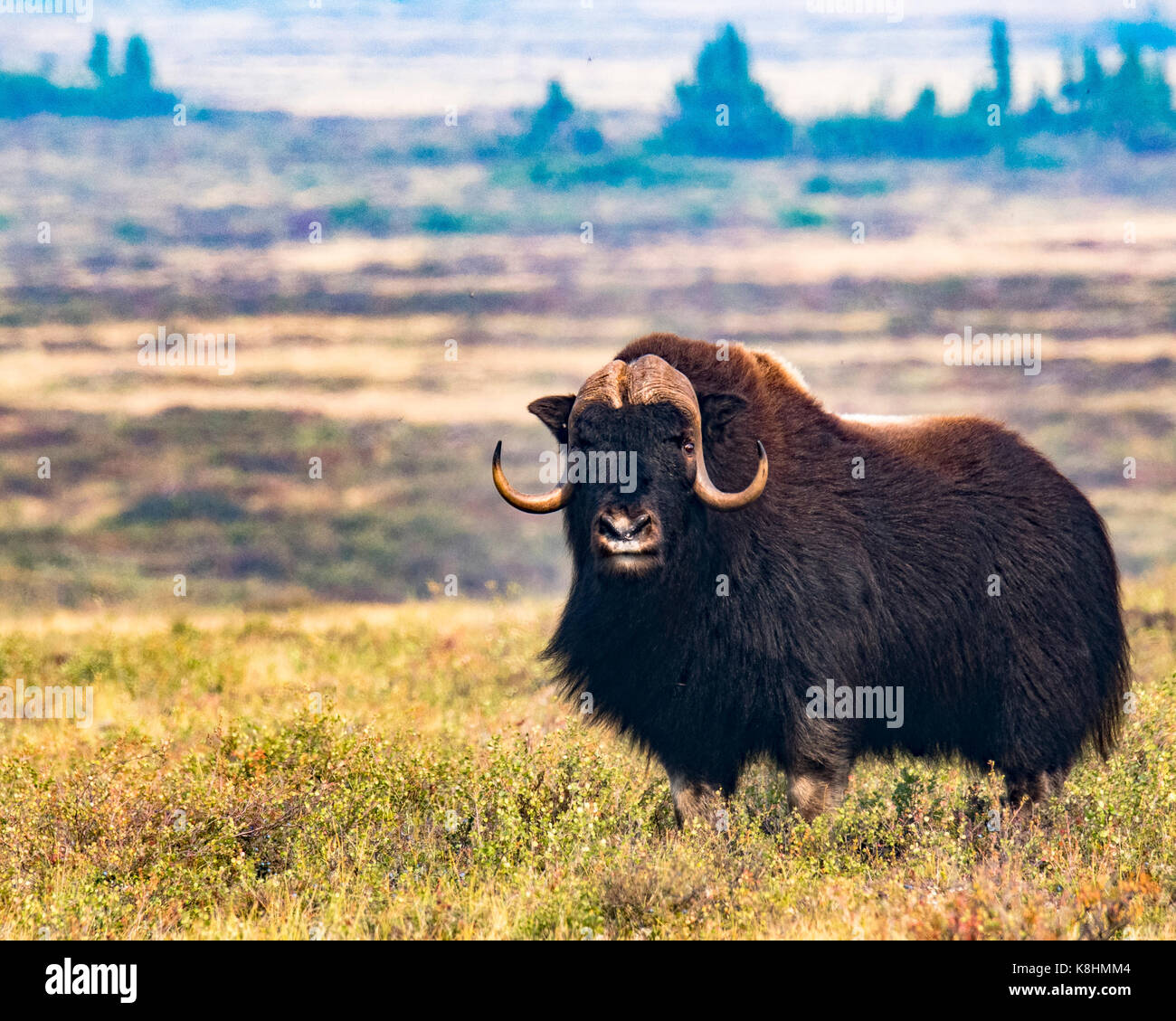 Moschusochsen tundra -Fotos und -Bildmaterial in hoher Auflösung – Alamy