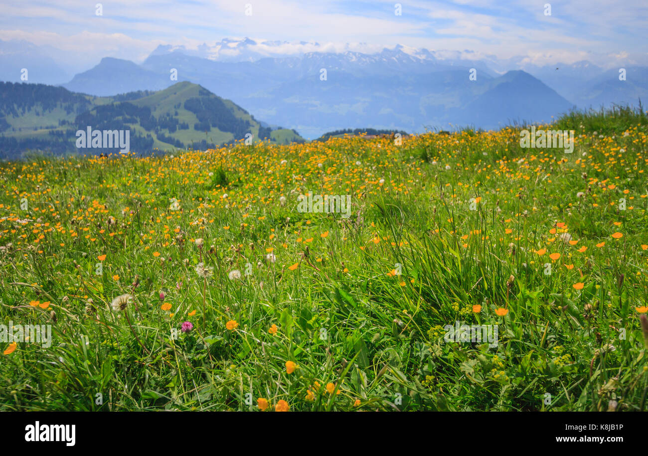 Gelbe Butterblume Wildblumen in der Wiese mit unscharfen Hintergrund ...