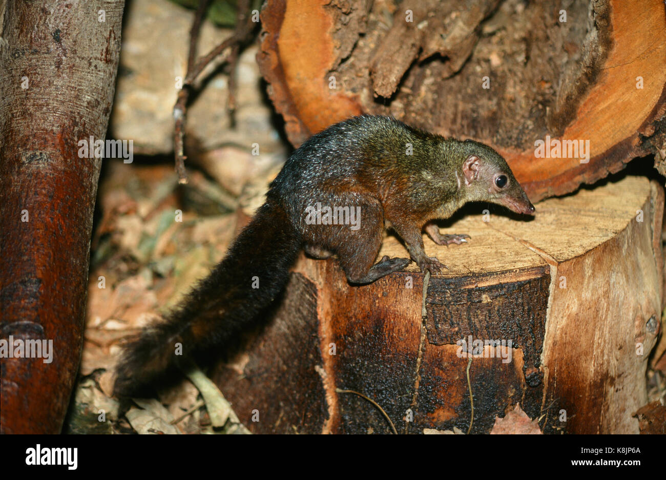 Große oder Spitzzange Baum Spitzmaus (tupaia Tana oder Lyonogale tana ...