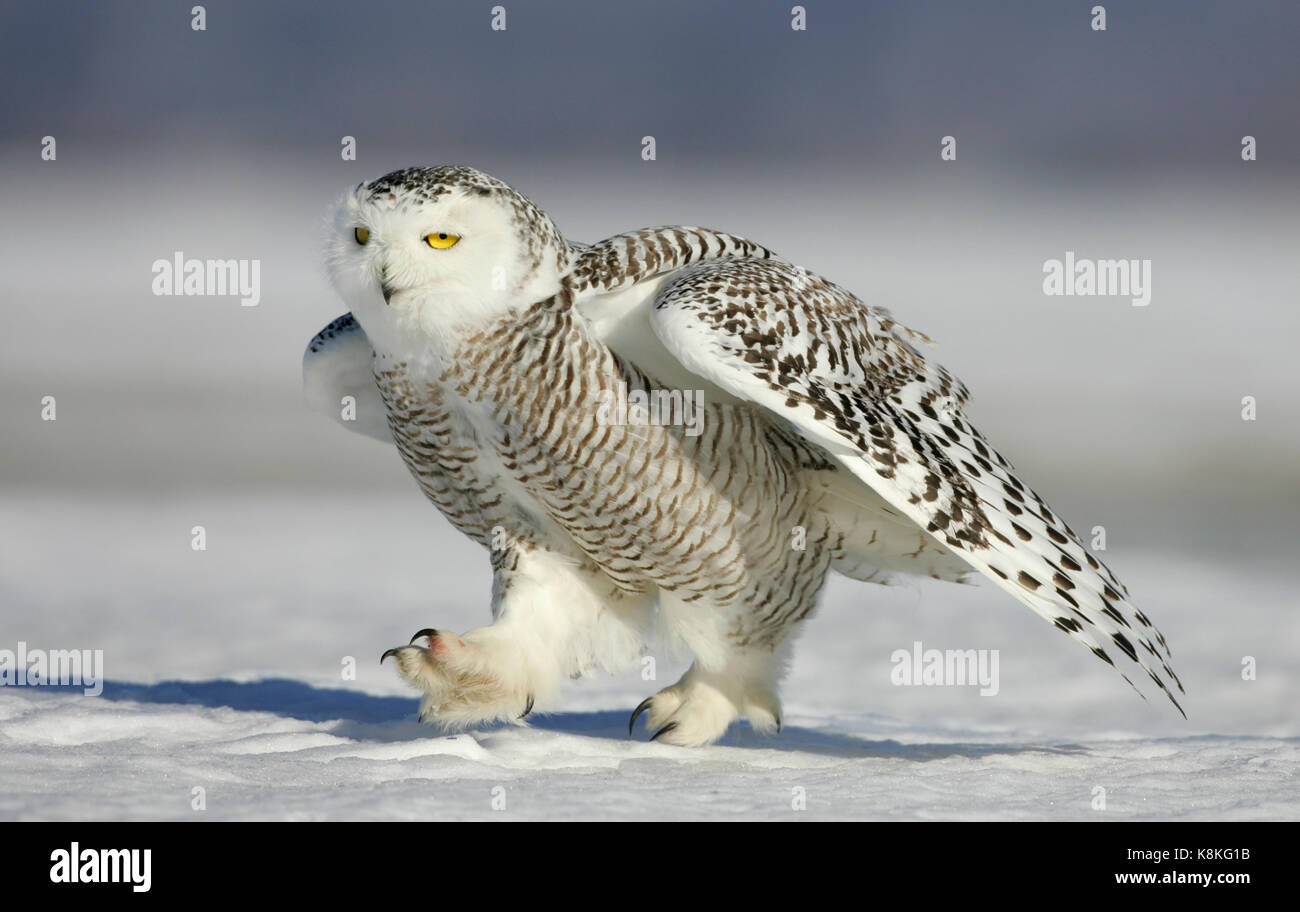 Snowy owl on arctic tundra -Fotos und -Bildmaterial in hoher Auflösung ...